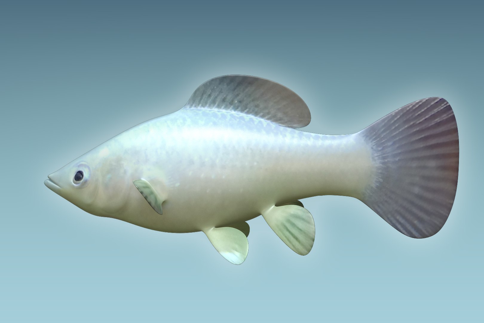 Molly Fish Animal 3D Model - TurboSquid 1199815