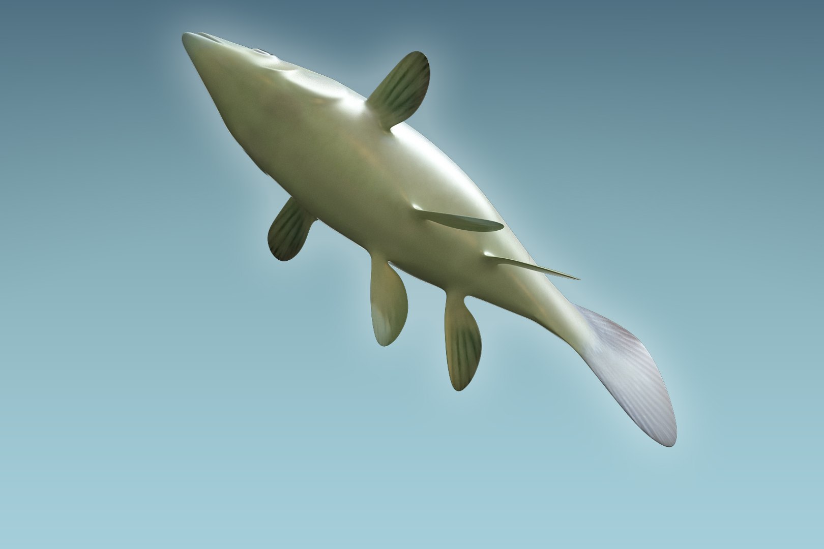 Molly Fish Animal 3D Model - TurboSquid 1199815