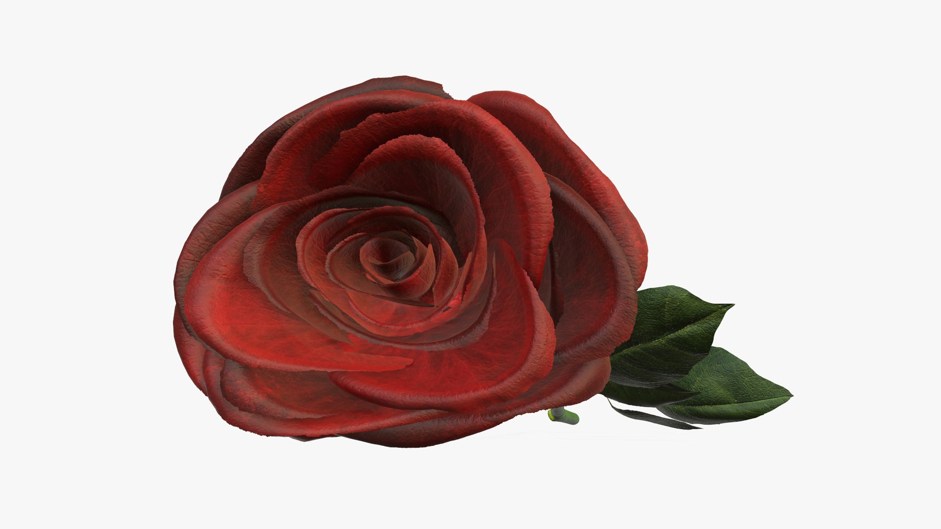 Rose Red Single 3D Model - TurboSquid 1396274