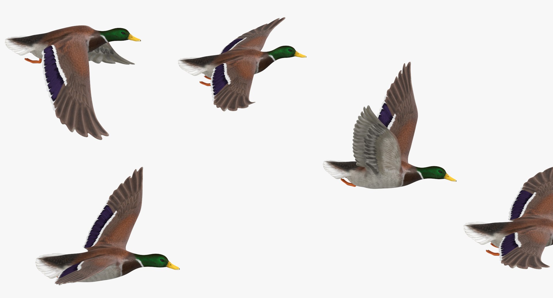 Small Flock Ducks Flying 3D Model - TurboSquid 1312001