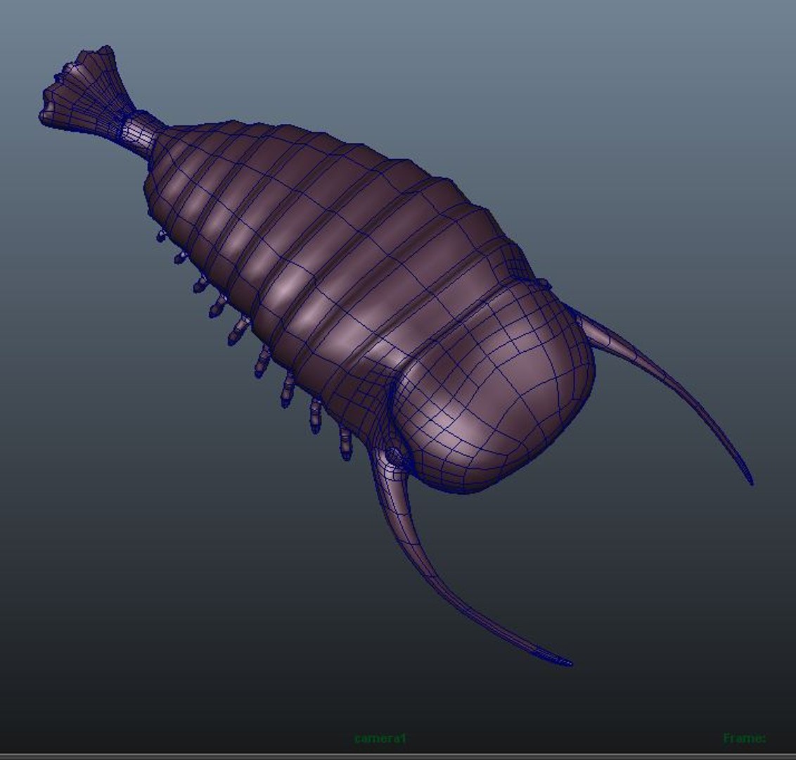 3d Ma Animals Cambrian