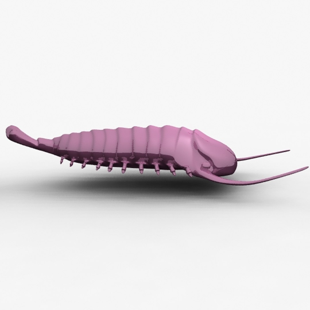 3d Ma Animals Cambrian