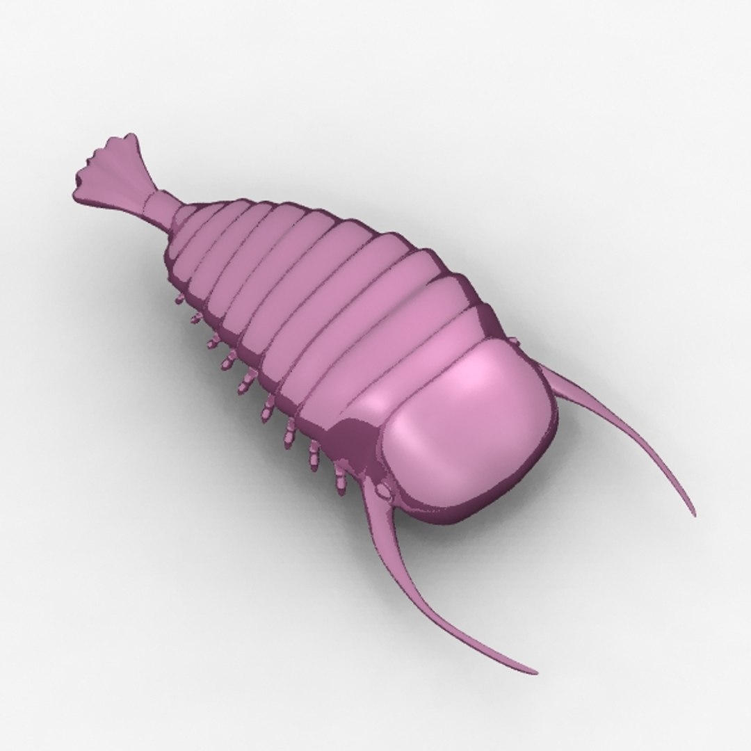 3d Ma Animals Cambrian