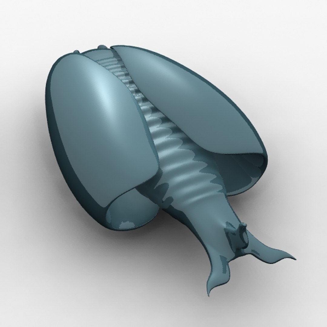 3d Ma Animals Cambrian