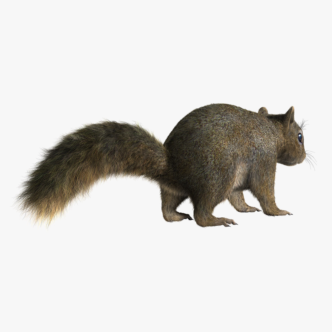 squirrel fur 3d model