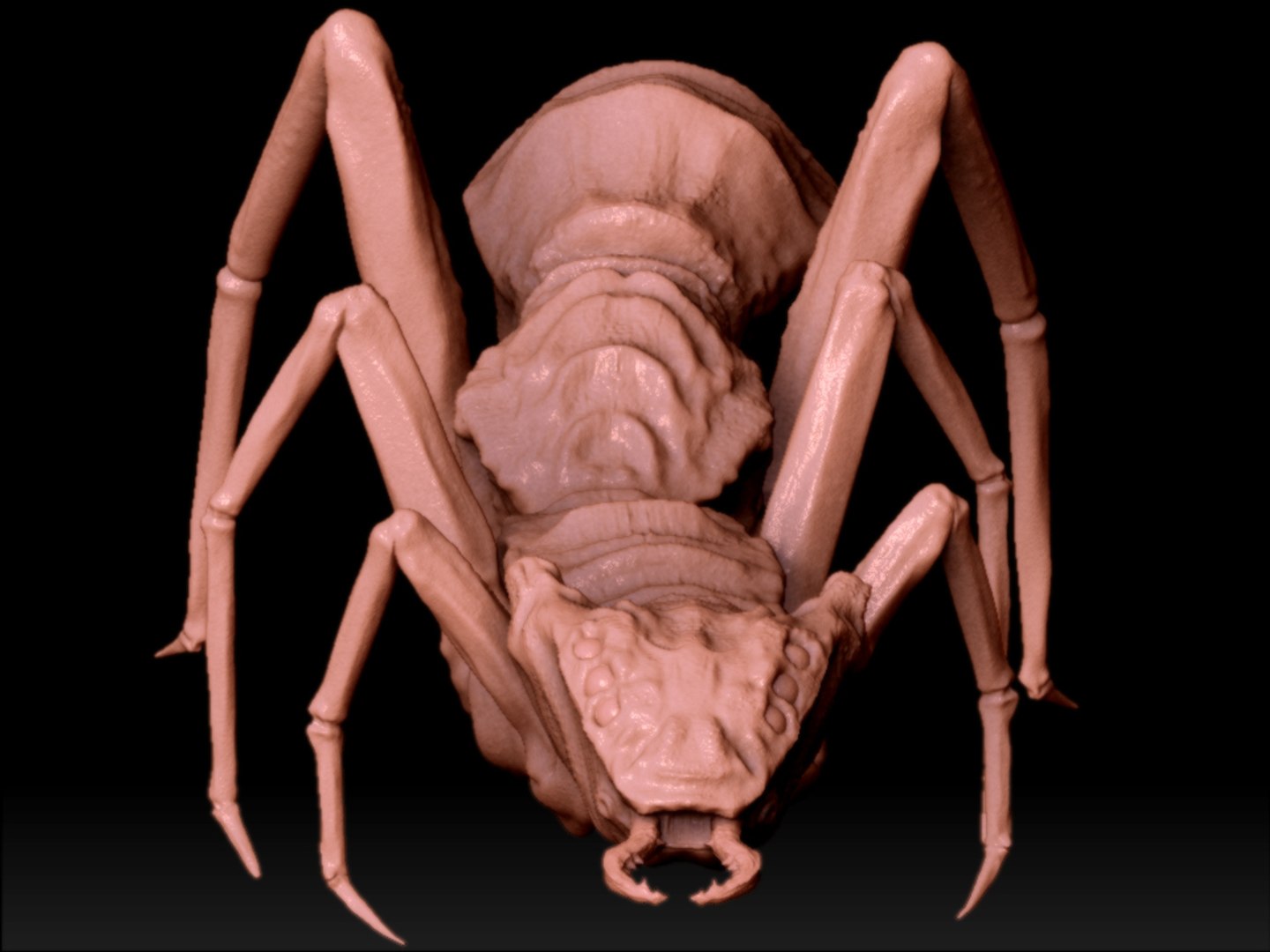 3d Ant Spider Model