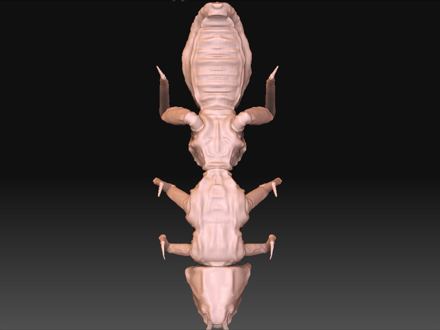 3d Ant Spider Model