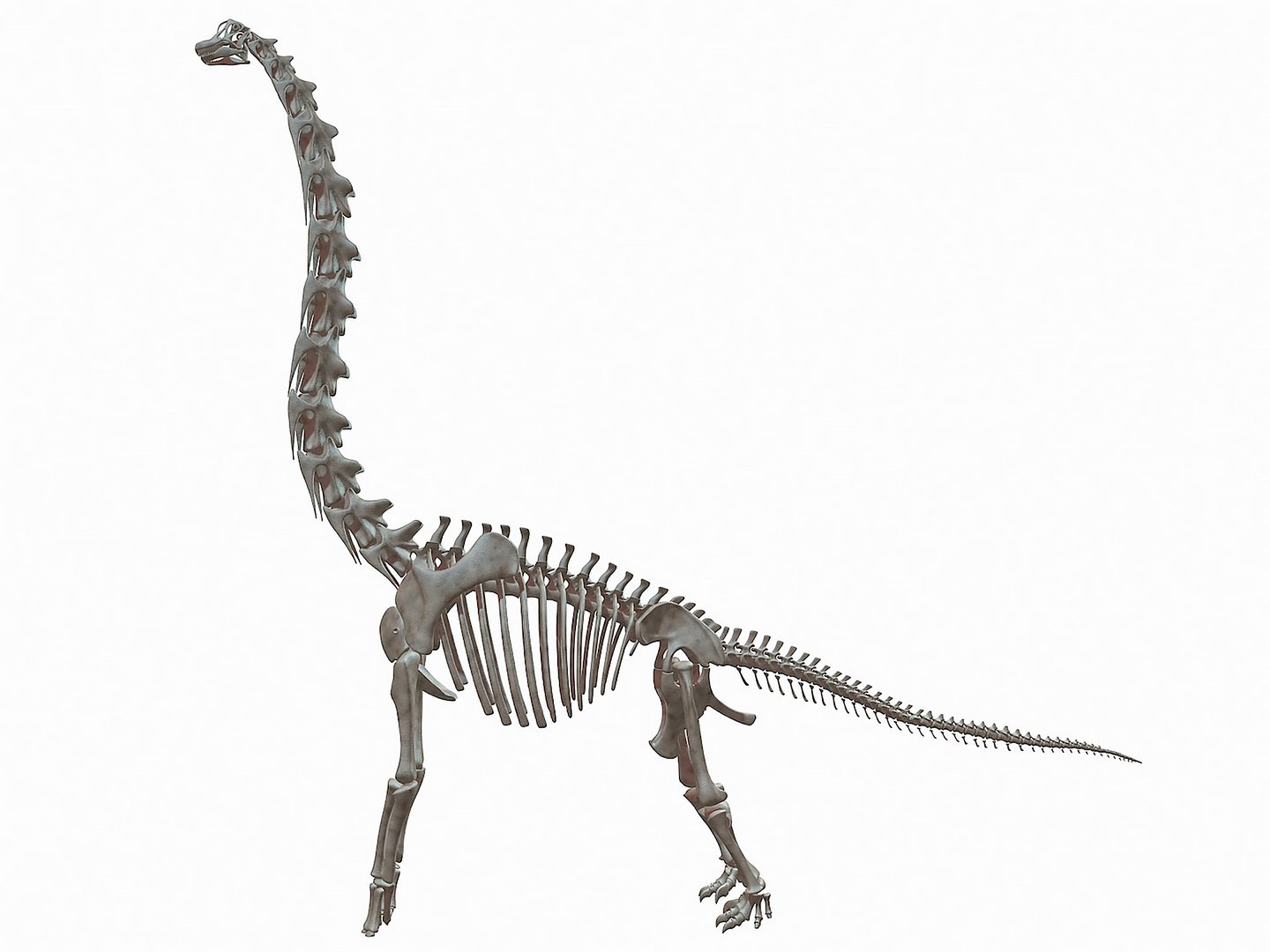 Brachiosaurus Skeleton 3D Model - TurboSquid 1228817