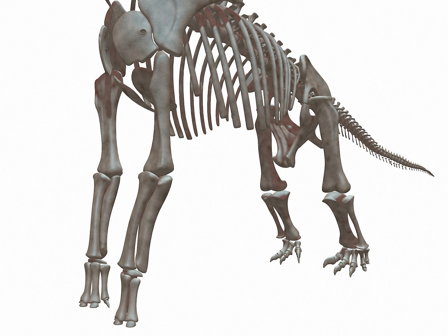 Brachiosaurus Skeleton 3D Model - TurboSquid 1228817