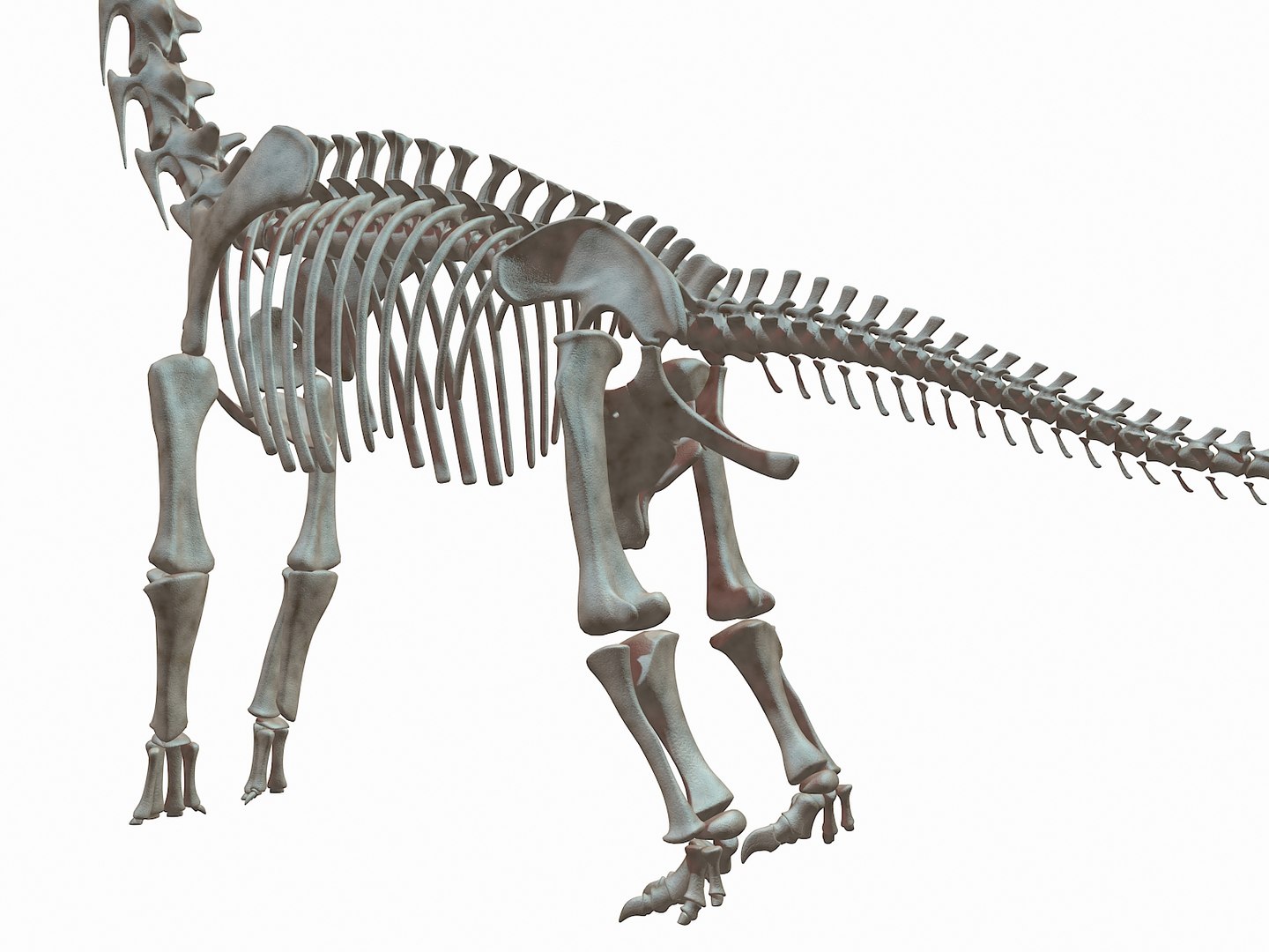 Brachiosaurus Skeleton 3D Model - TurboSquid 1228817