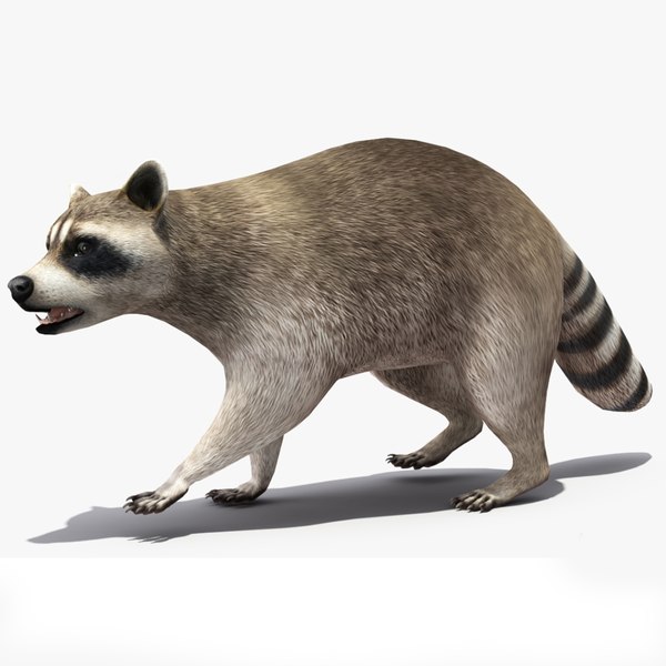 modelo 3d Mapache aparejado para Maya - TurboSquid 1882953