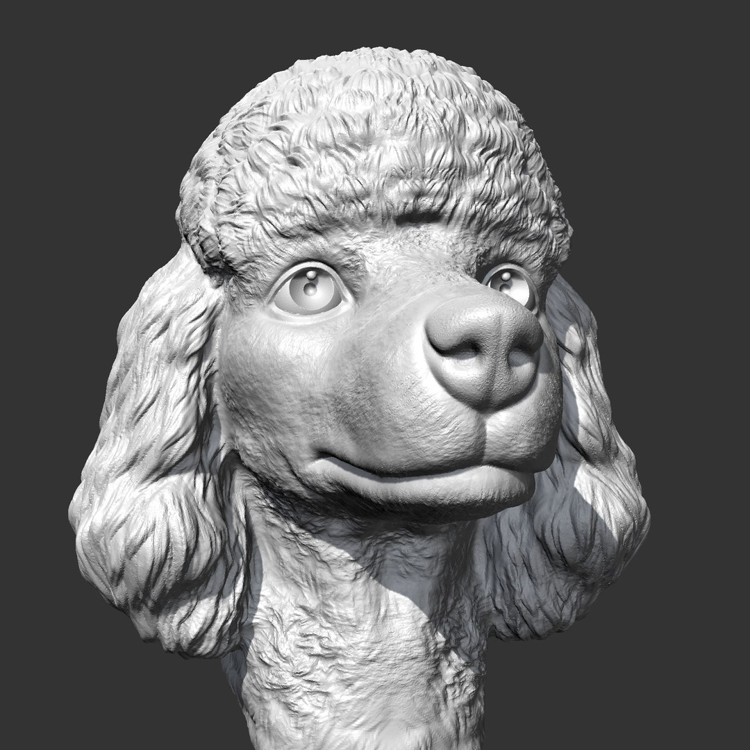 3D Poodle Head AM38 3D Print Model - TurboSquid 2262161