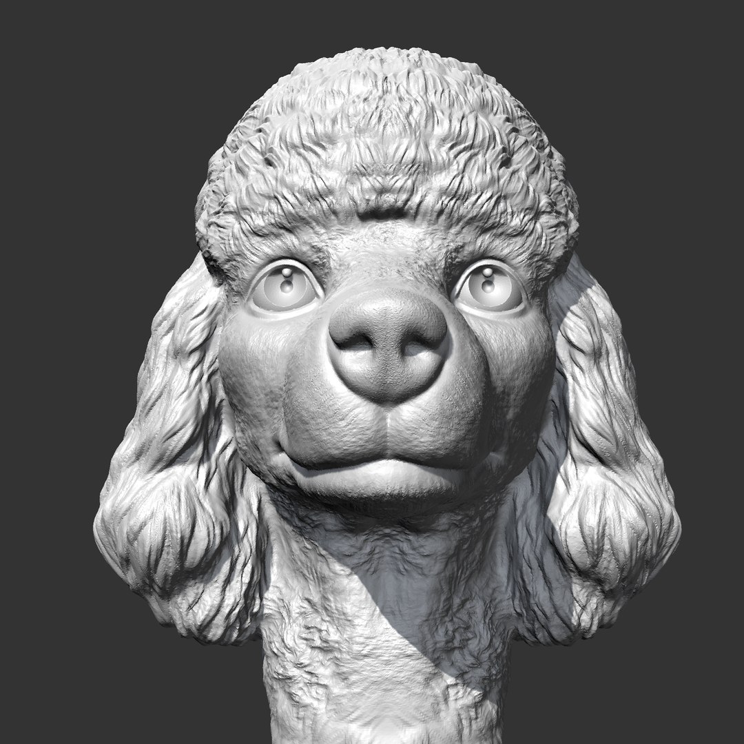 3D Poodle Head AM38 3D Print Model - TurboSquid 2262161