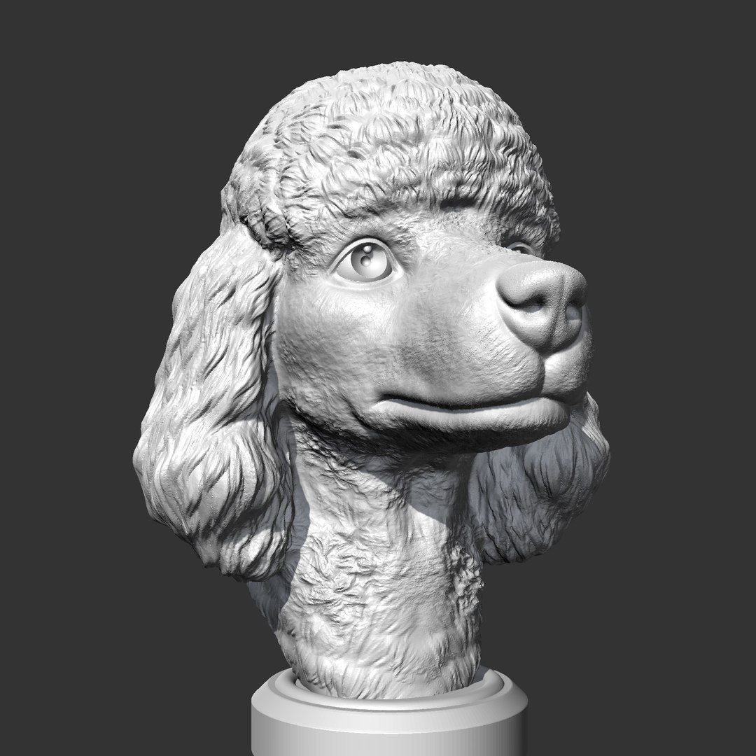 3D Poodle Head AM38 3D Print Model - TurboSquid 2262161