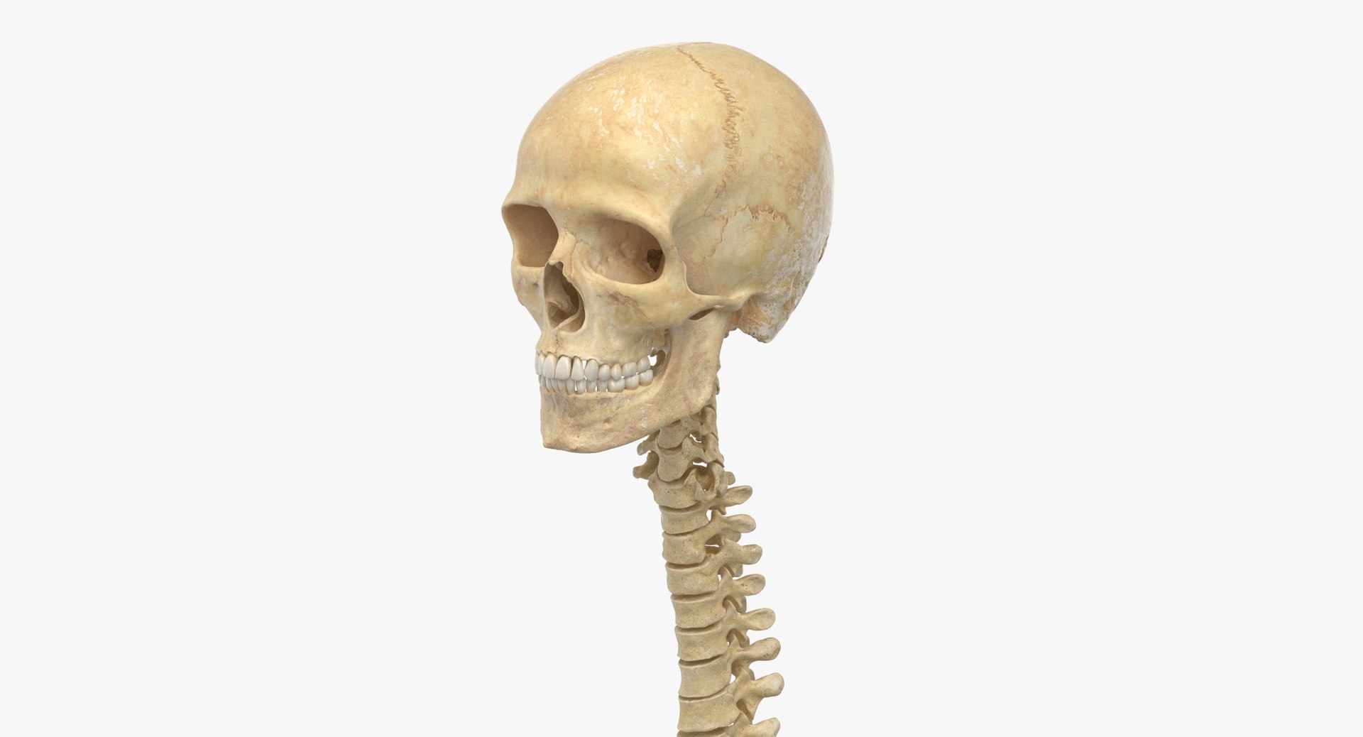 Human Spine Bones and Male Skulls Collection 02 - 2 models 3D model ...