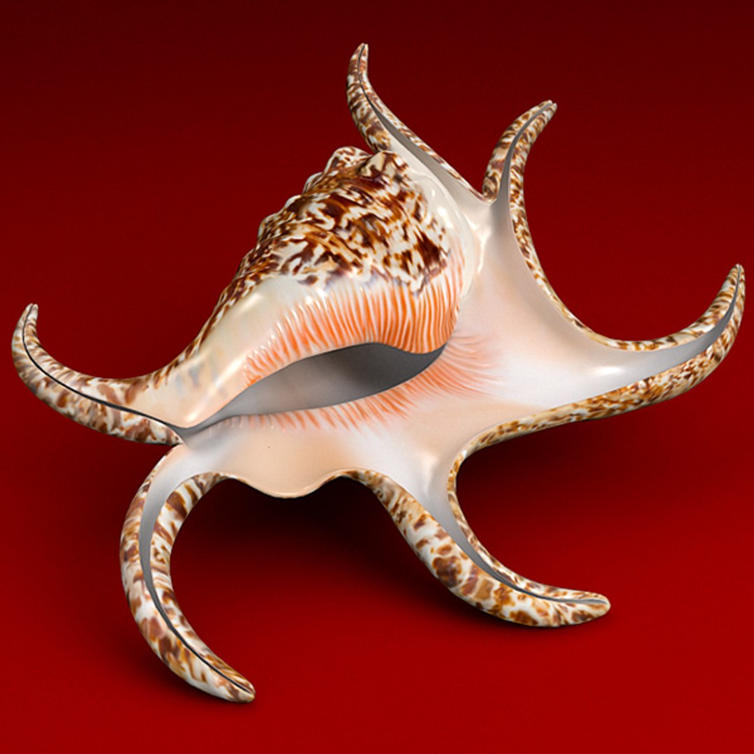 3d Seashell Chiragra