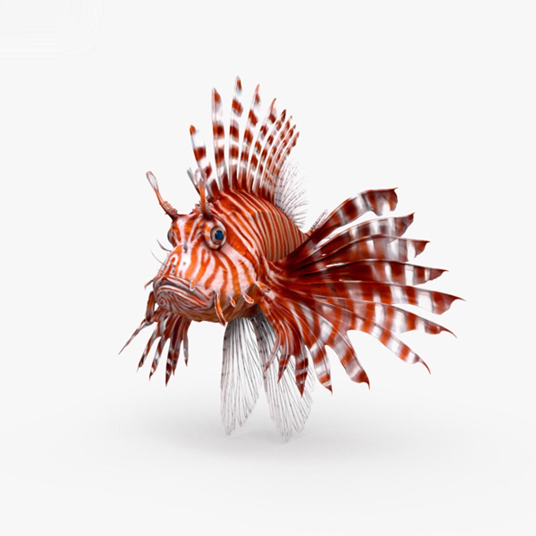Lionfish HD 3D 모델 - TurboSquid 1567551