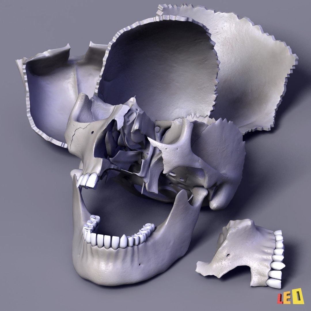 3d Model Human Skull Separated Bones Anatomy
