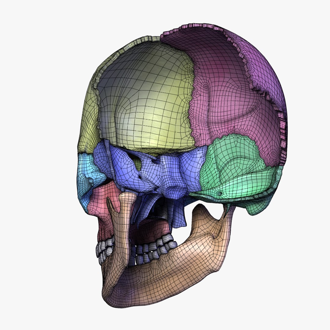 3d Model Human Skull Separated Bones Anatomy