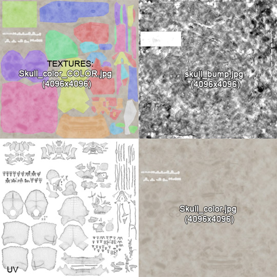 3d Model Human Skull Separated Bones Anatomy