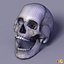 3d Model Human Skull Separated Bones Anatomy