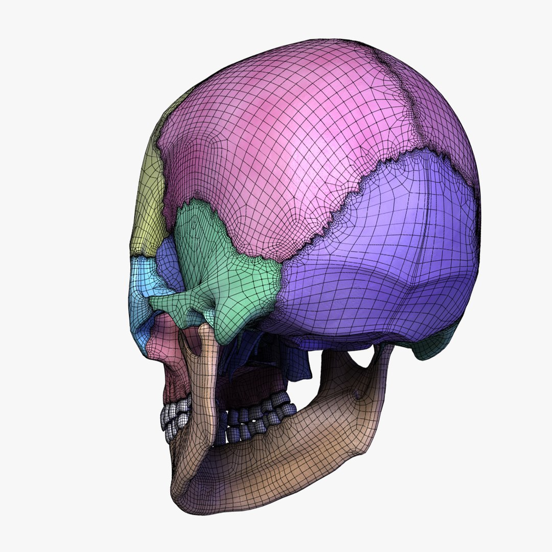 3d Model Human Skull Separated Bones Anatomy