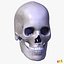 3d Model Human Skull Separated Bones Anatomy