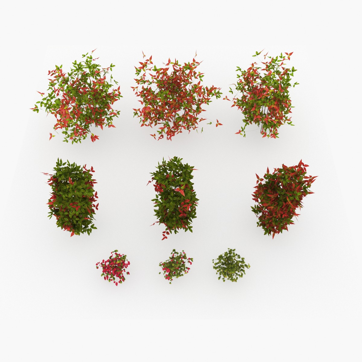 modèle 3D de Nandina domestica Otafukunanten - TurboSquid 1662370