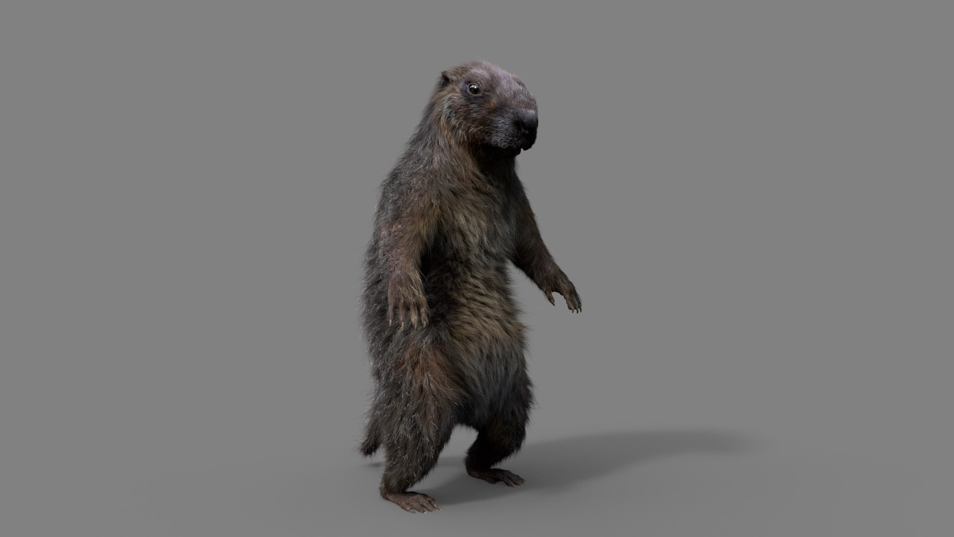 Marmot Rigged 3D - TurboSquid 1457832