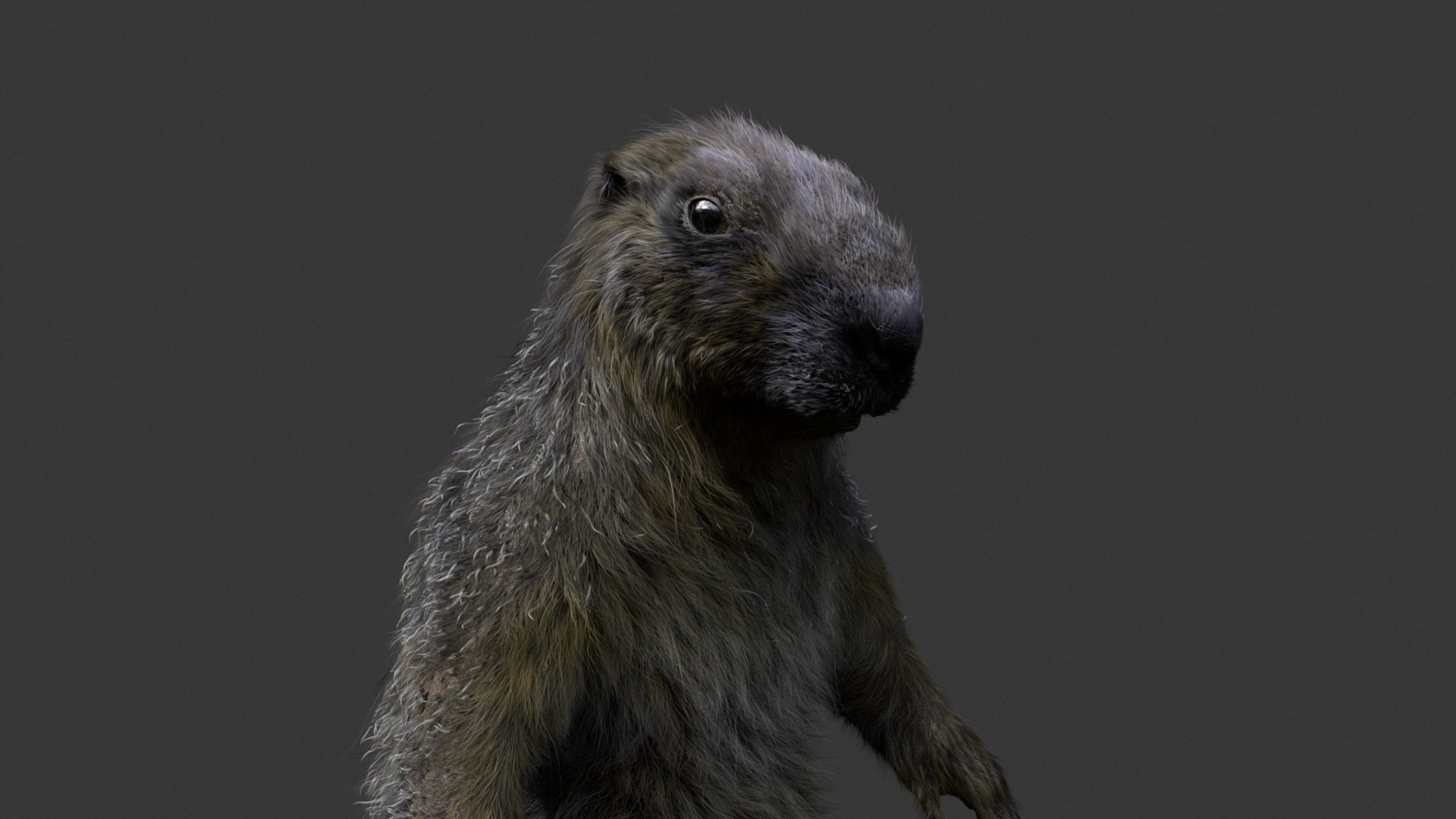 Marmot Rigged 3D - TurboSquid 1457832