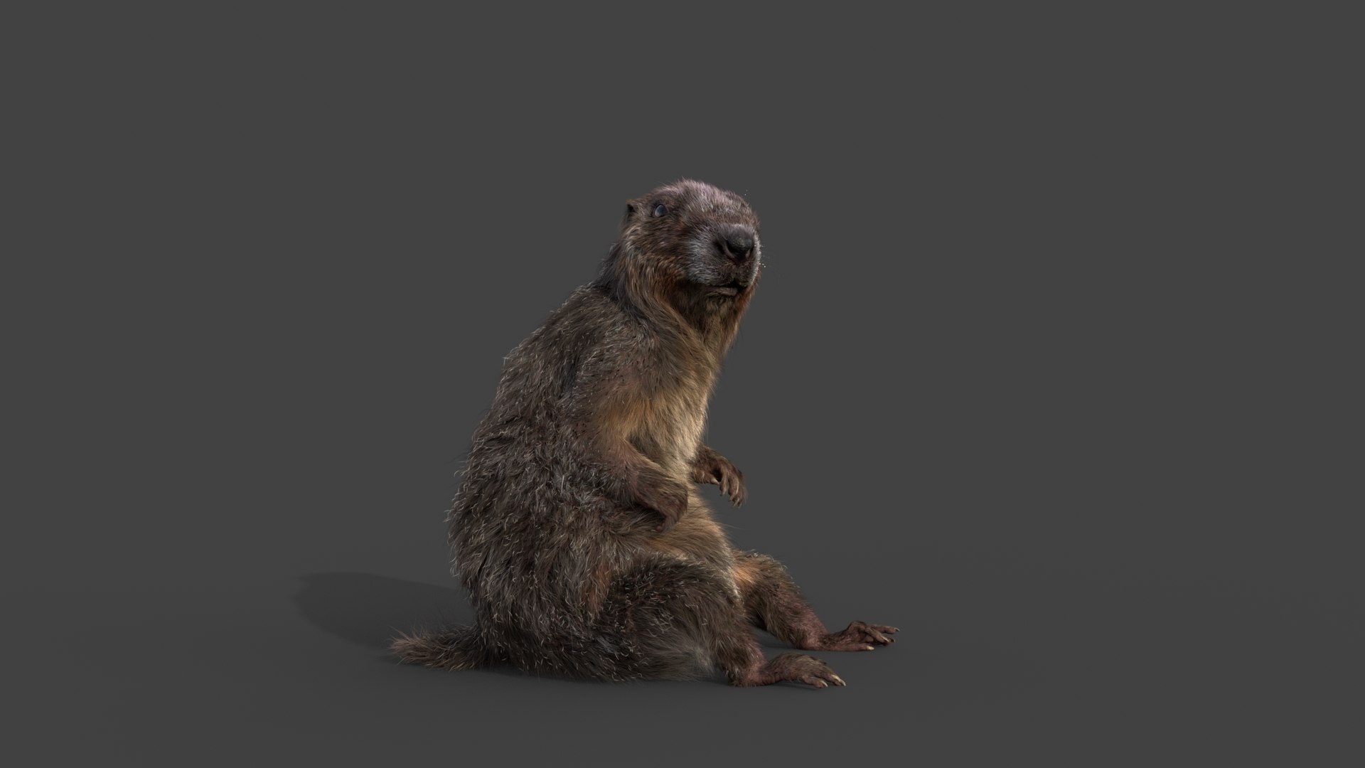 Marmot Rigged 3D - TurboSquid 1457832