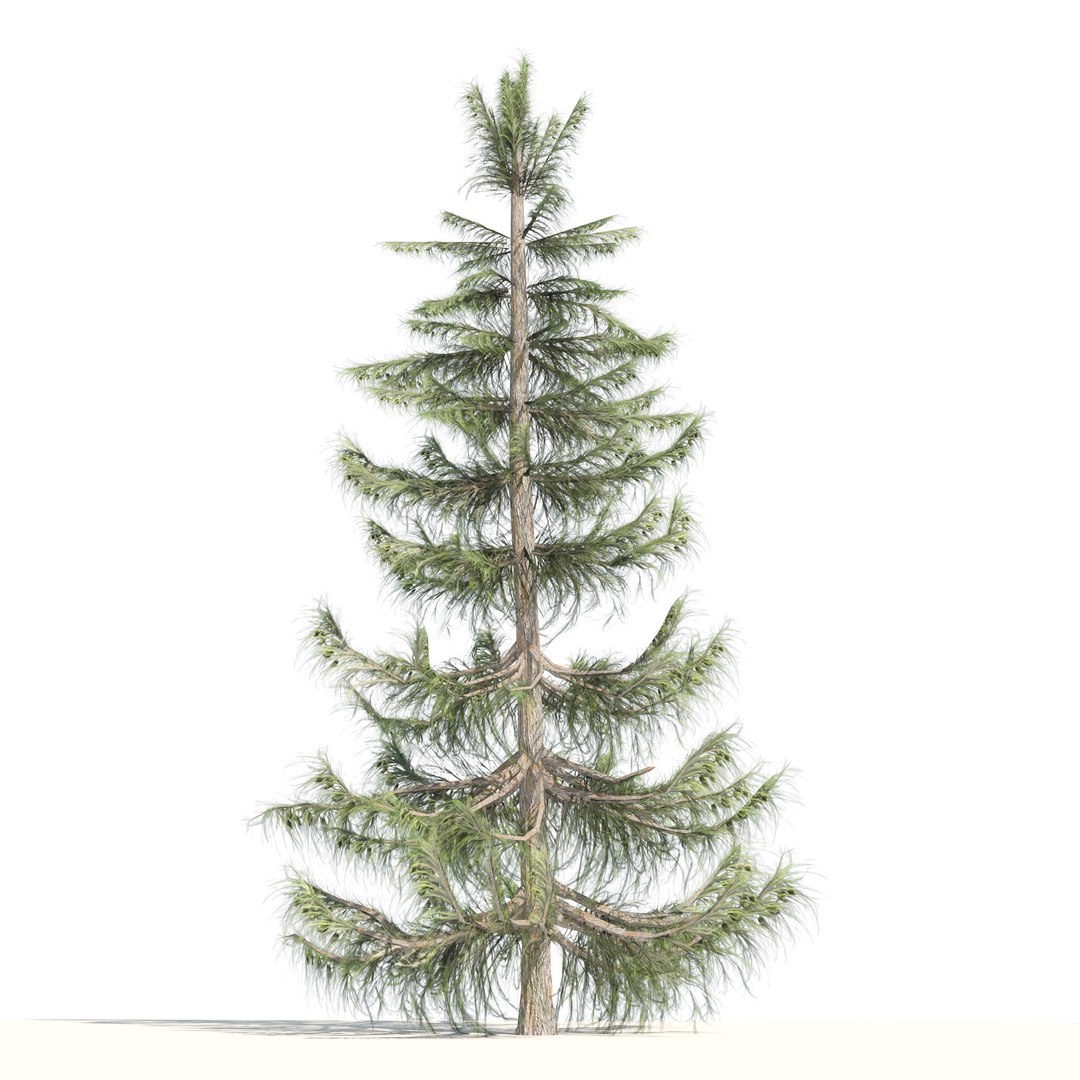 3D Northern White Cedar Trees Model - TurboSquid 2110366