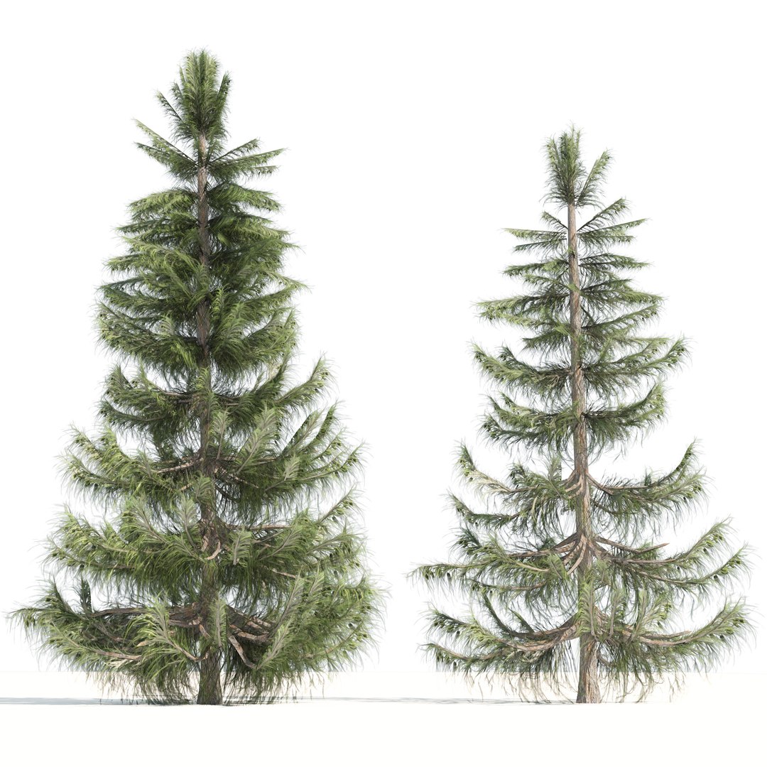 3D Northern White Cedar Trees Model - TurboSquid 2110366