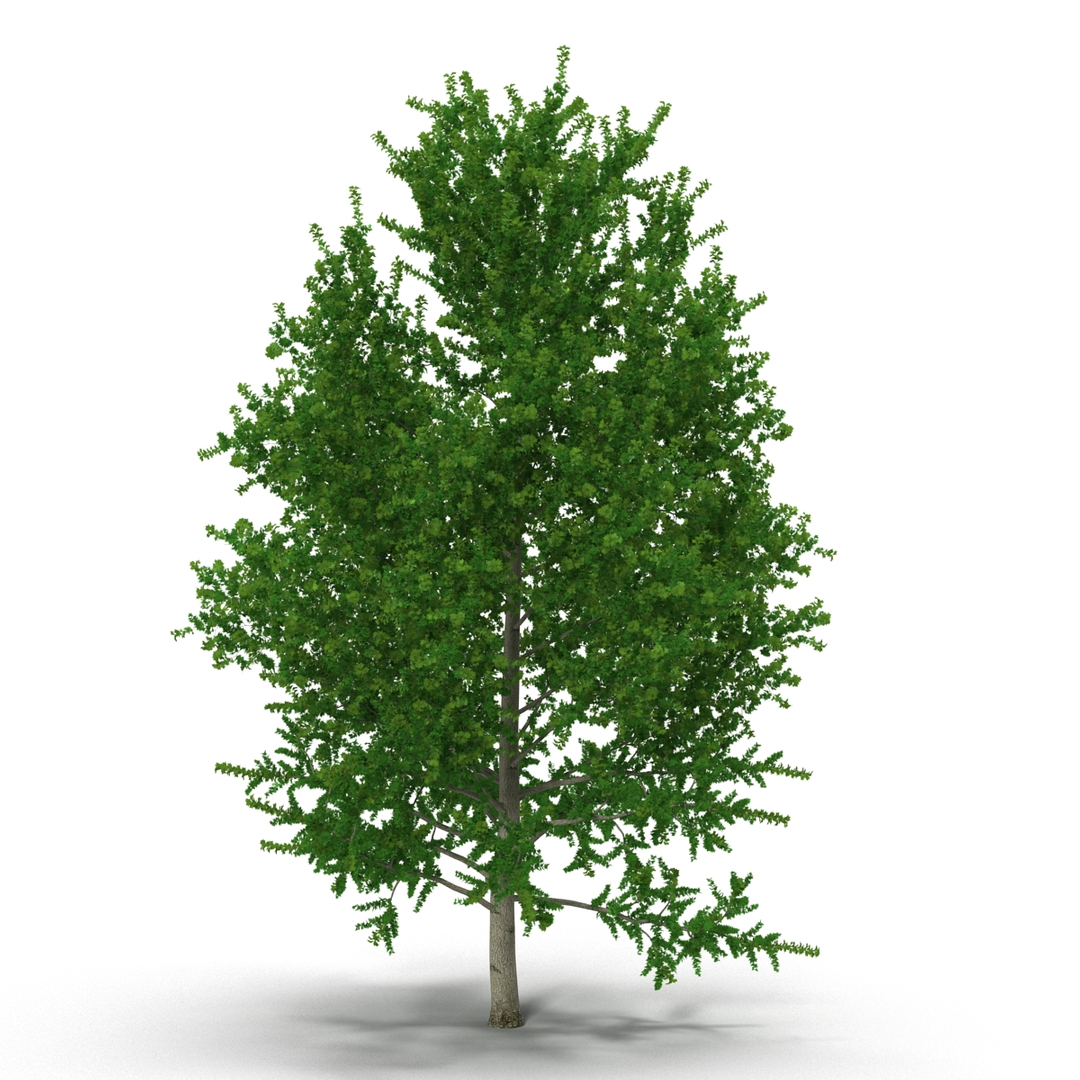 3d Yellow Poplar Tree Modeled Model