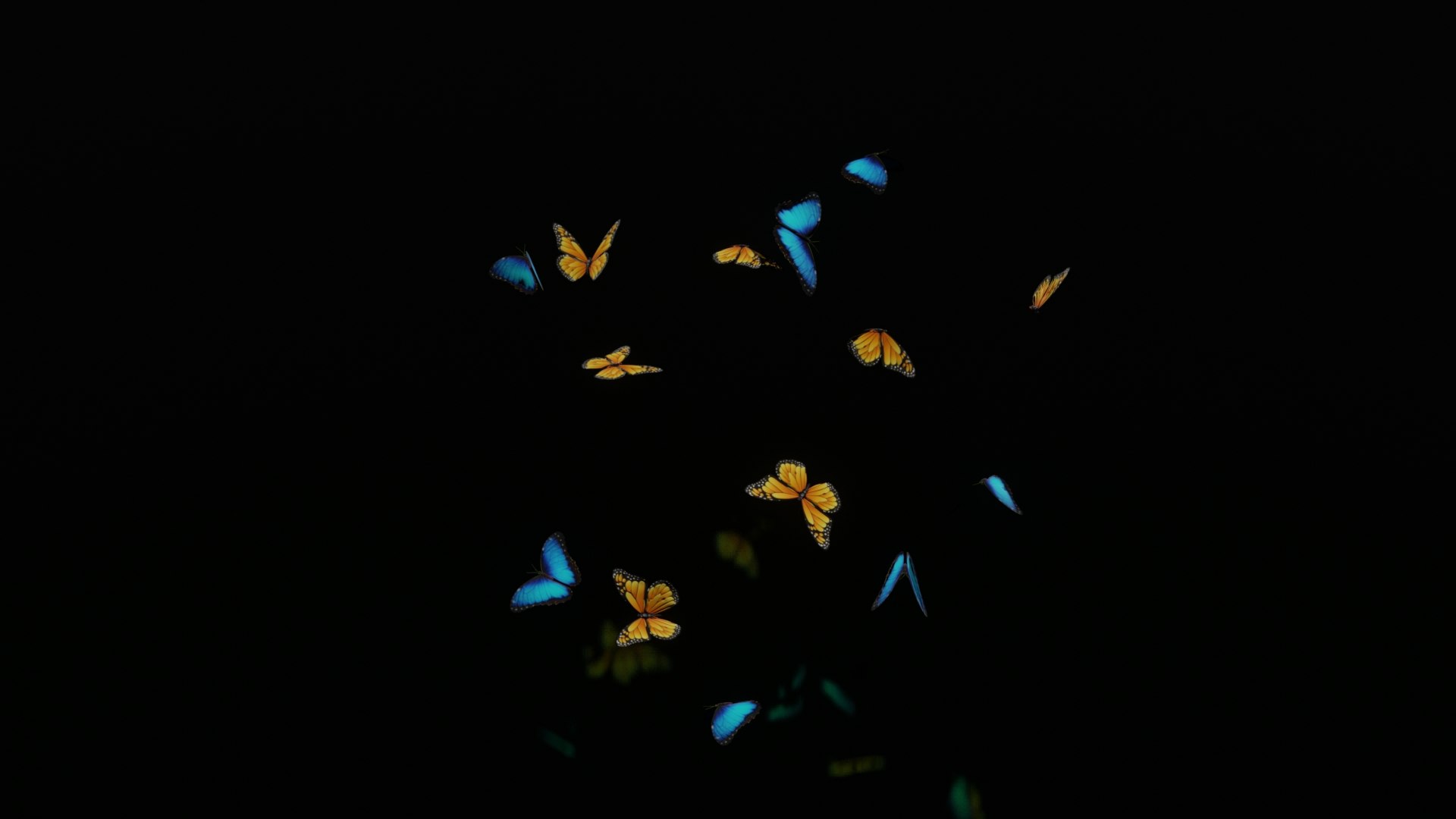 3D Animation Butterflies Model - TurboSquid 1670462