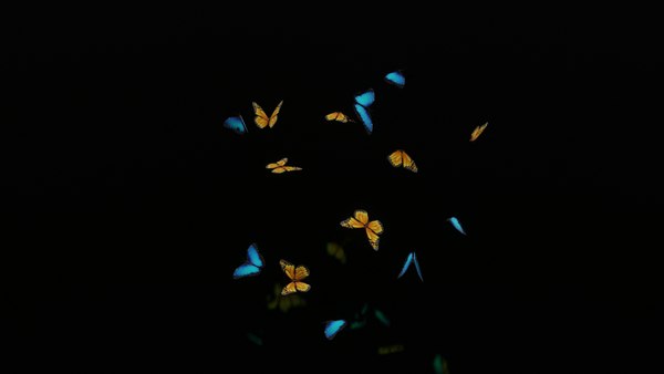 Animated Butterfly 3D Models for Download | TurboSquid