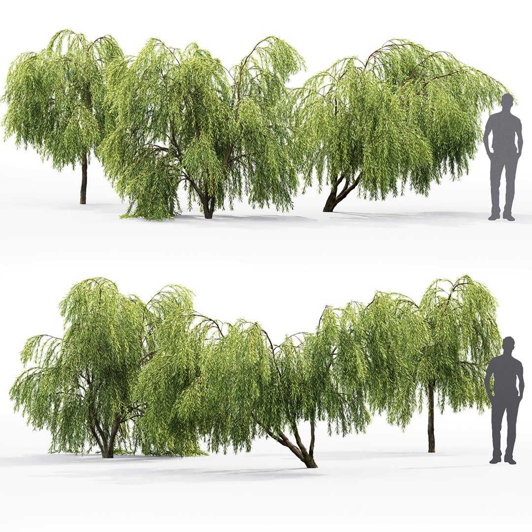 Willow Trees 3D Model - TurboSquid 1698084