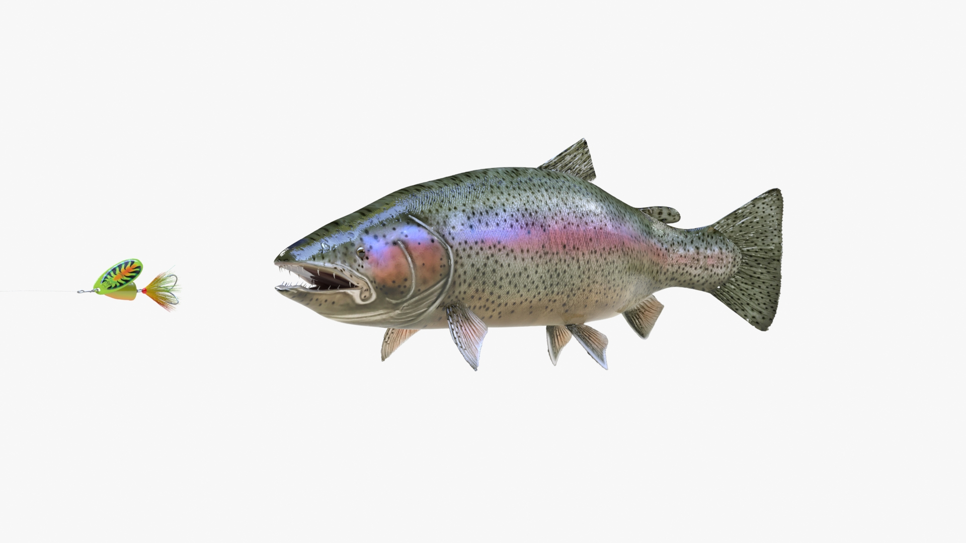 Rainbow Trout Model - TurboSquid 1523008