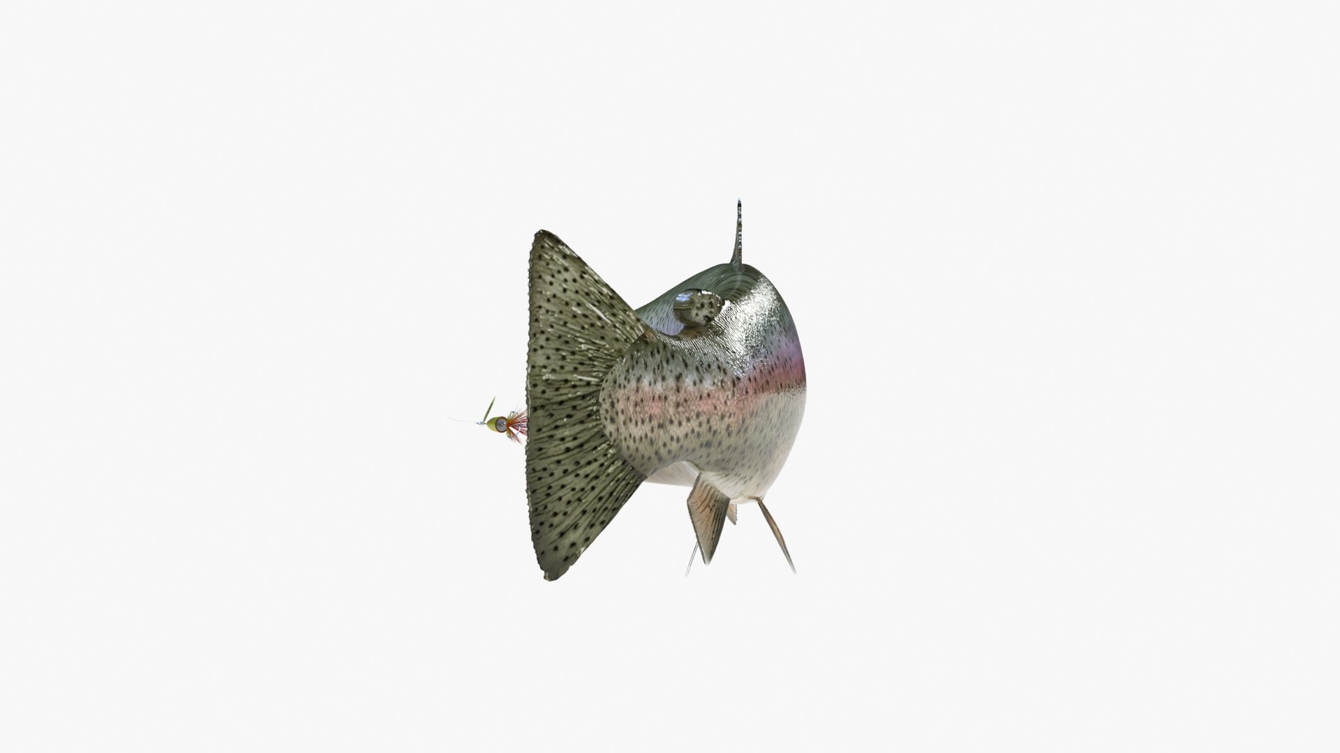 Rainbow Trout Model - TurboSquid 1523008