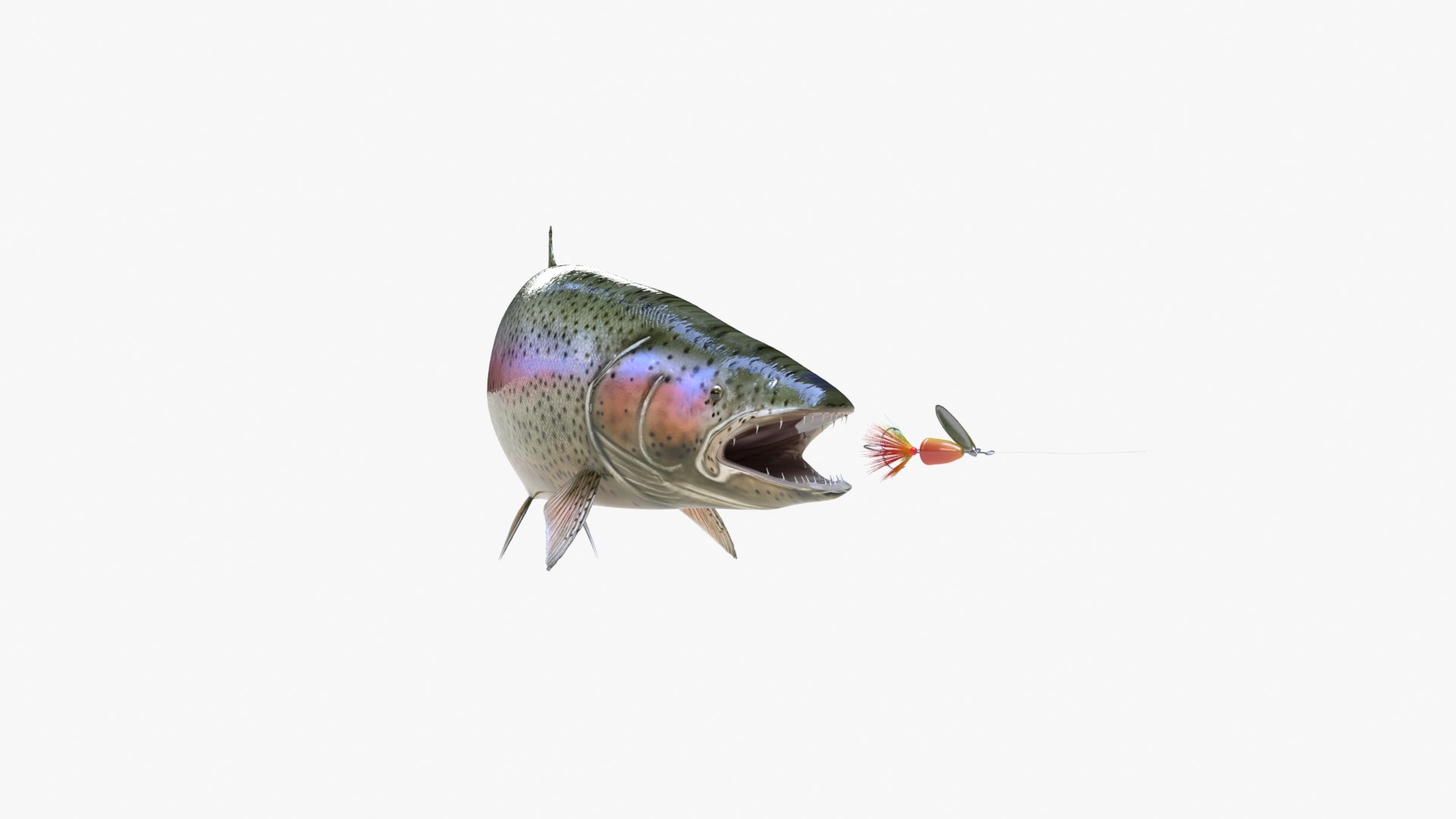 Rainbow Trout Model - TurboSquid 1523008