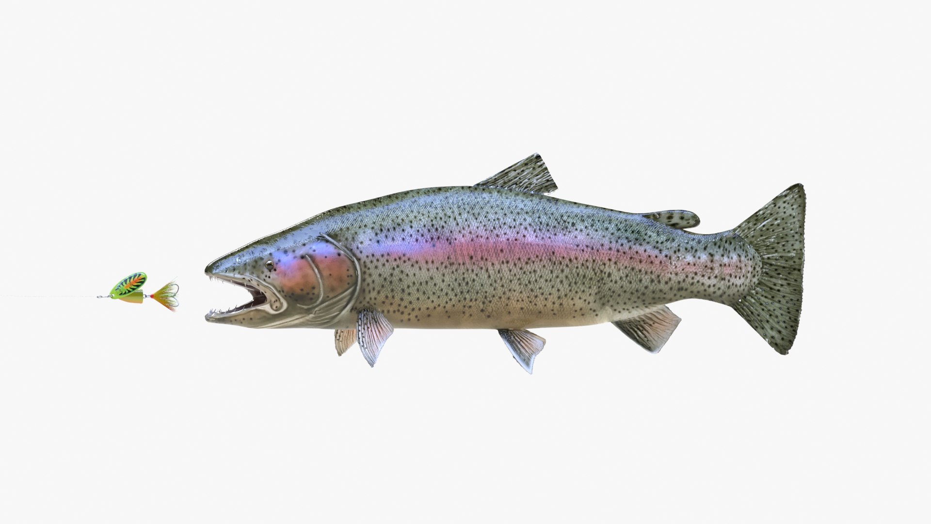 Rainbow Trout Model - TurboSquid 1523008