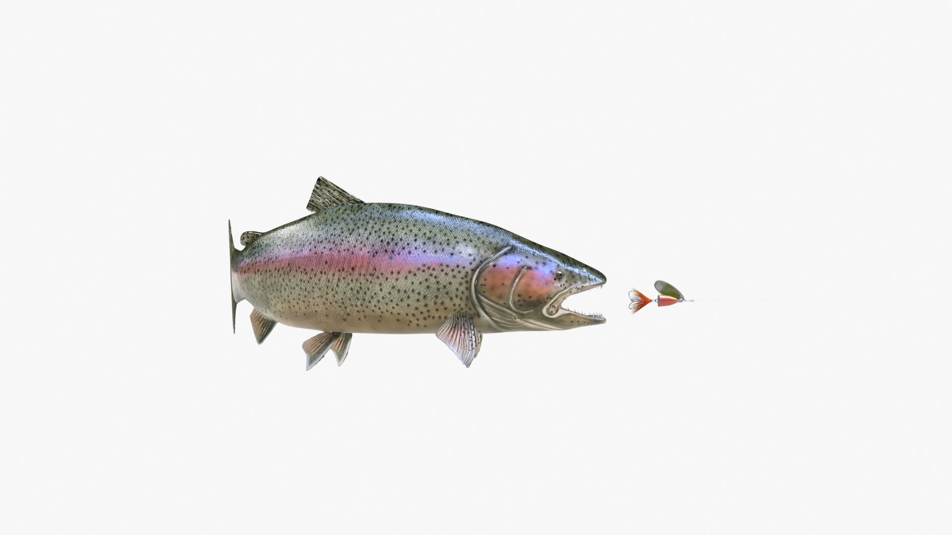 Rainbow Trout Model - TurboSquid 1523008