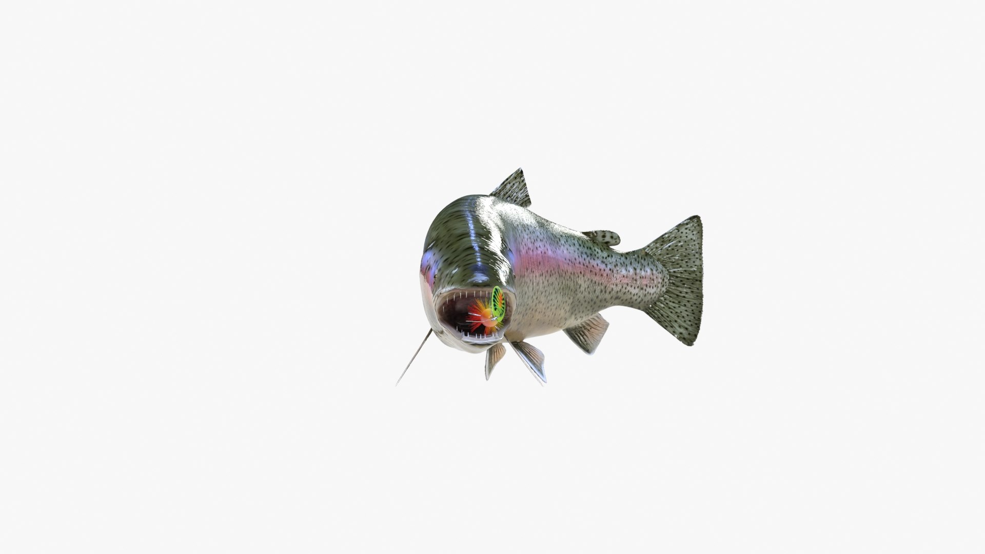 Rainbow Trout Model - TurboSquid 1523008