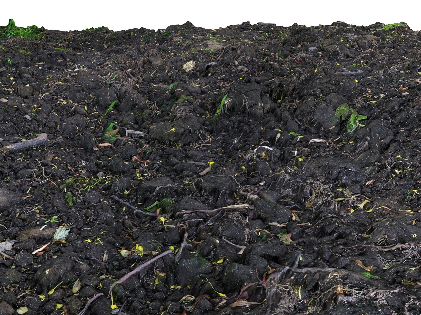 3d Model Forest Ground 16k Hd