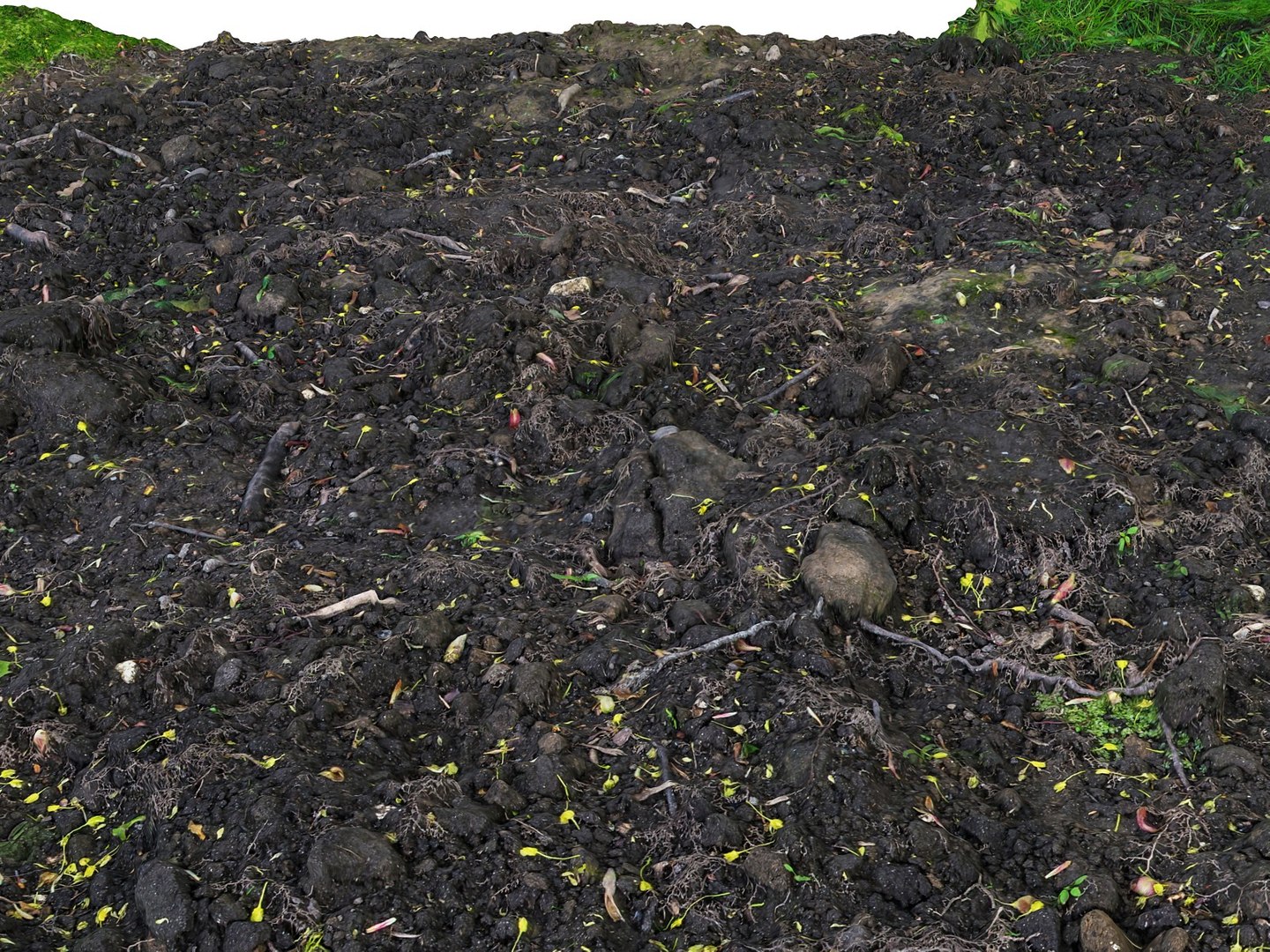 3d Model Forest Ground 16k Hd