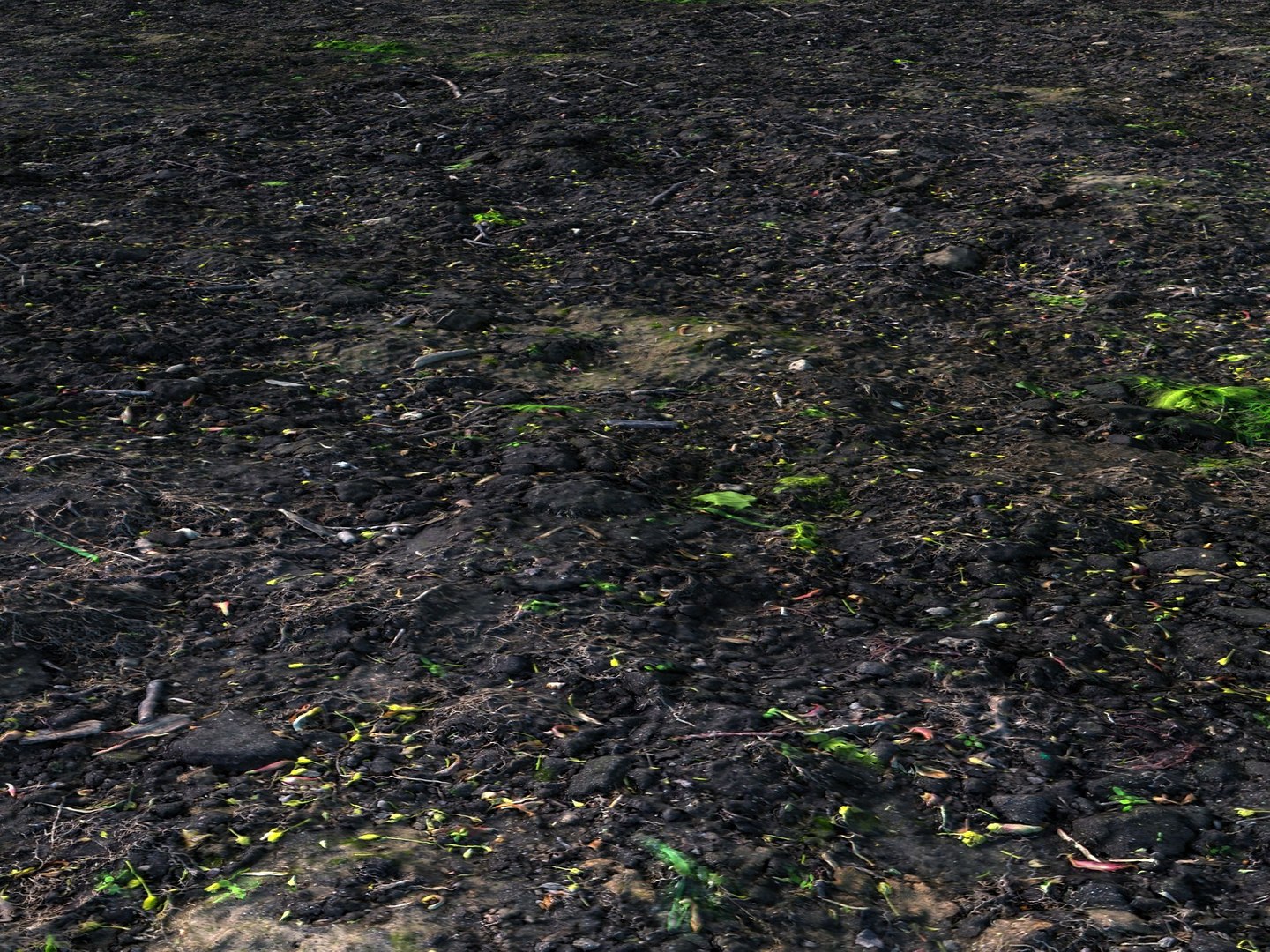 3d Model Forest Ground 16k Hd