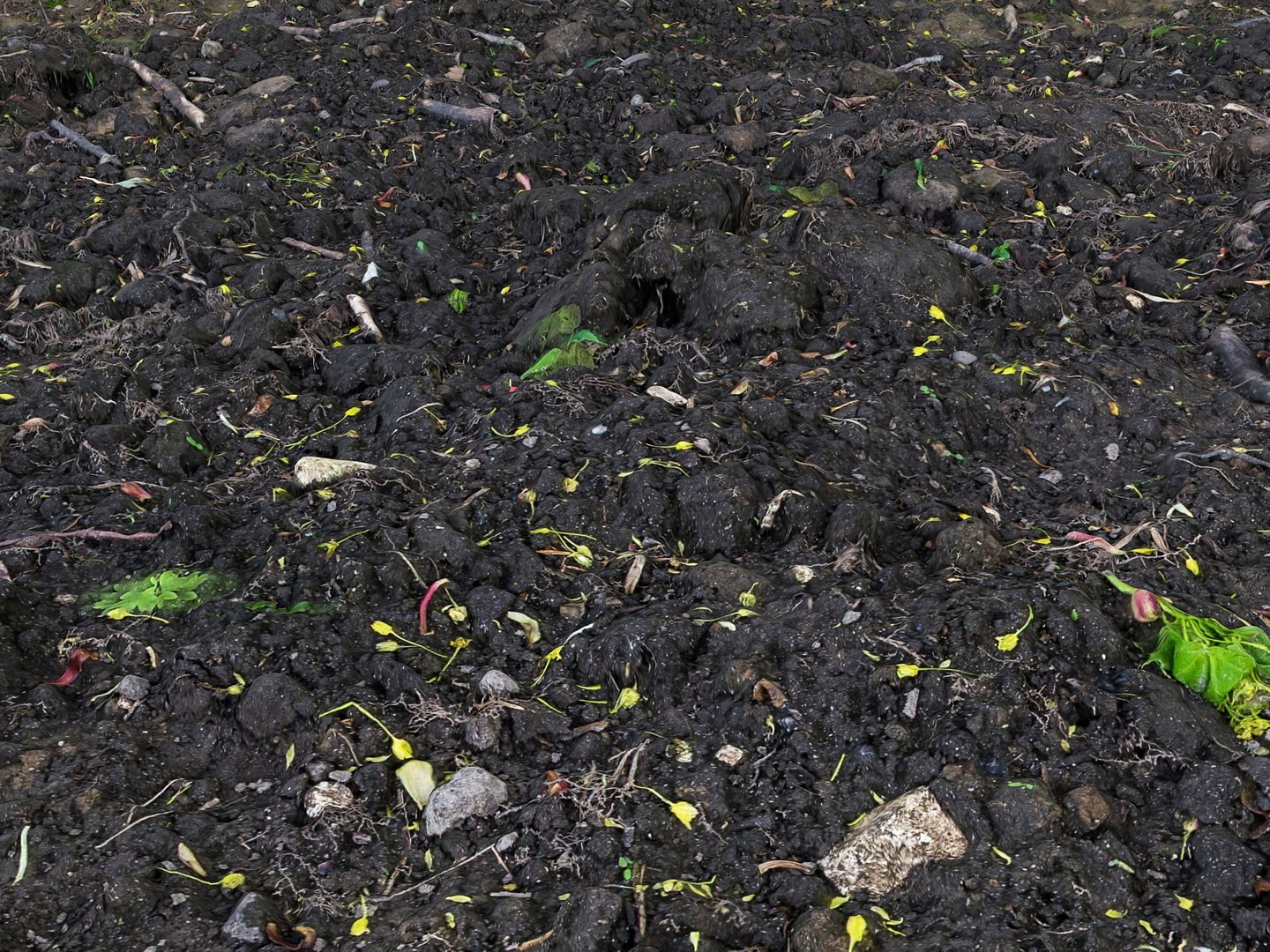 3d Model Forest Ground 16k Hd