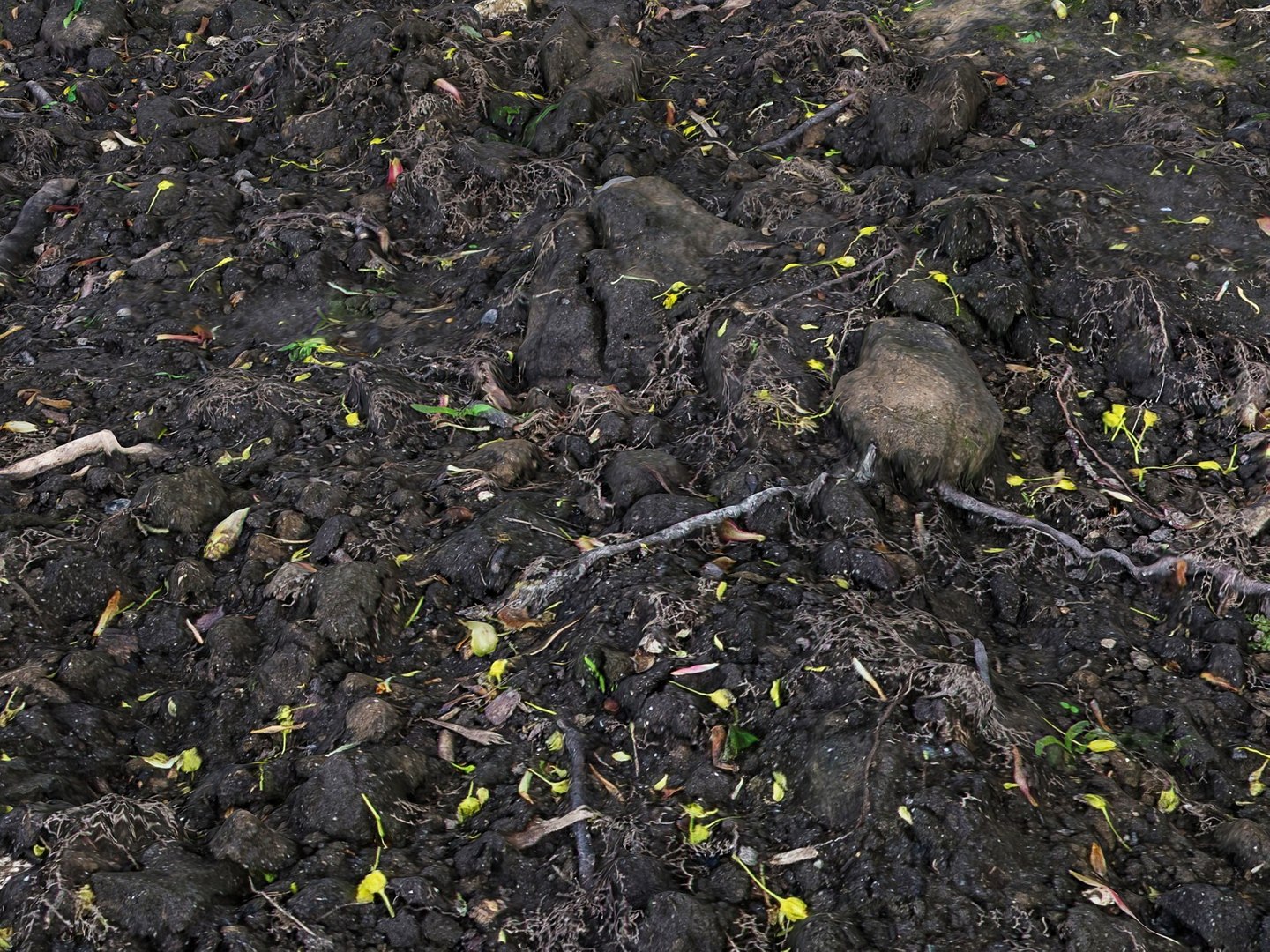 3d Model Forest Ground 16k Hd