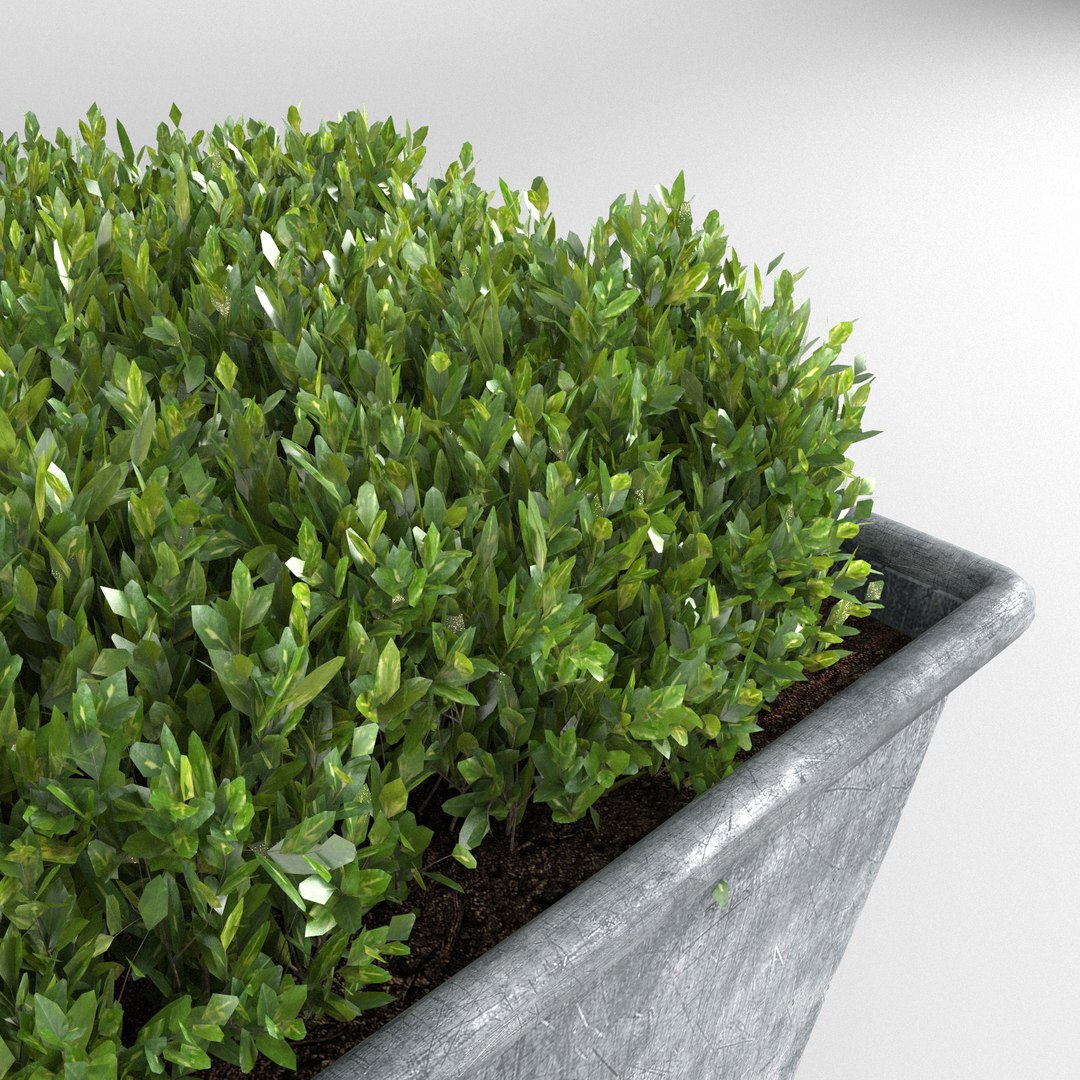 3d Max Realistic Planters Square Ring