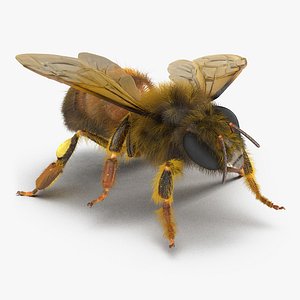 Bee Rigged 3d Max